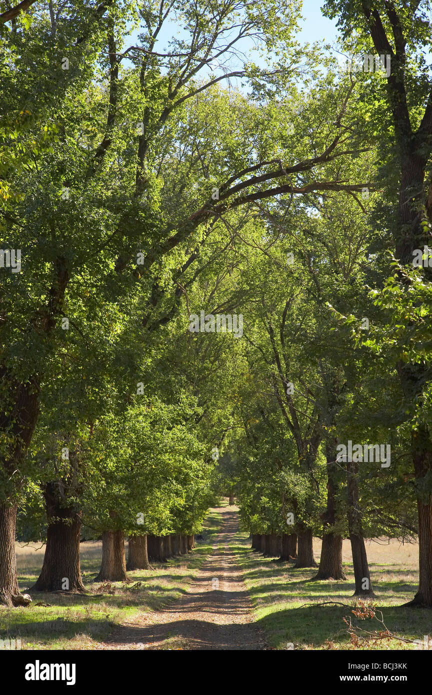 Driveway and Avenue of Trees near Tumut New South Wales Australia Stock ...