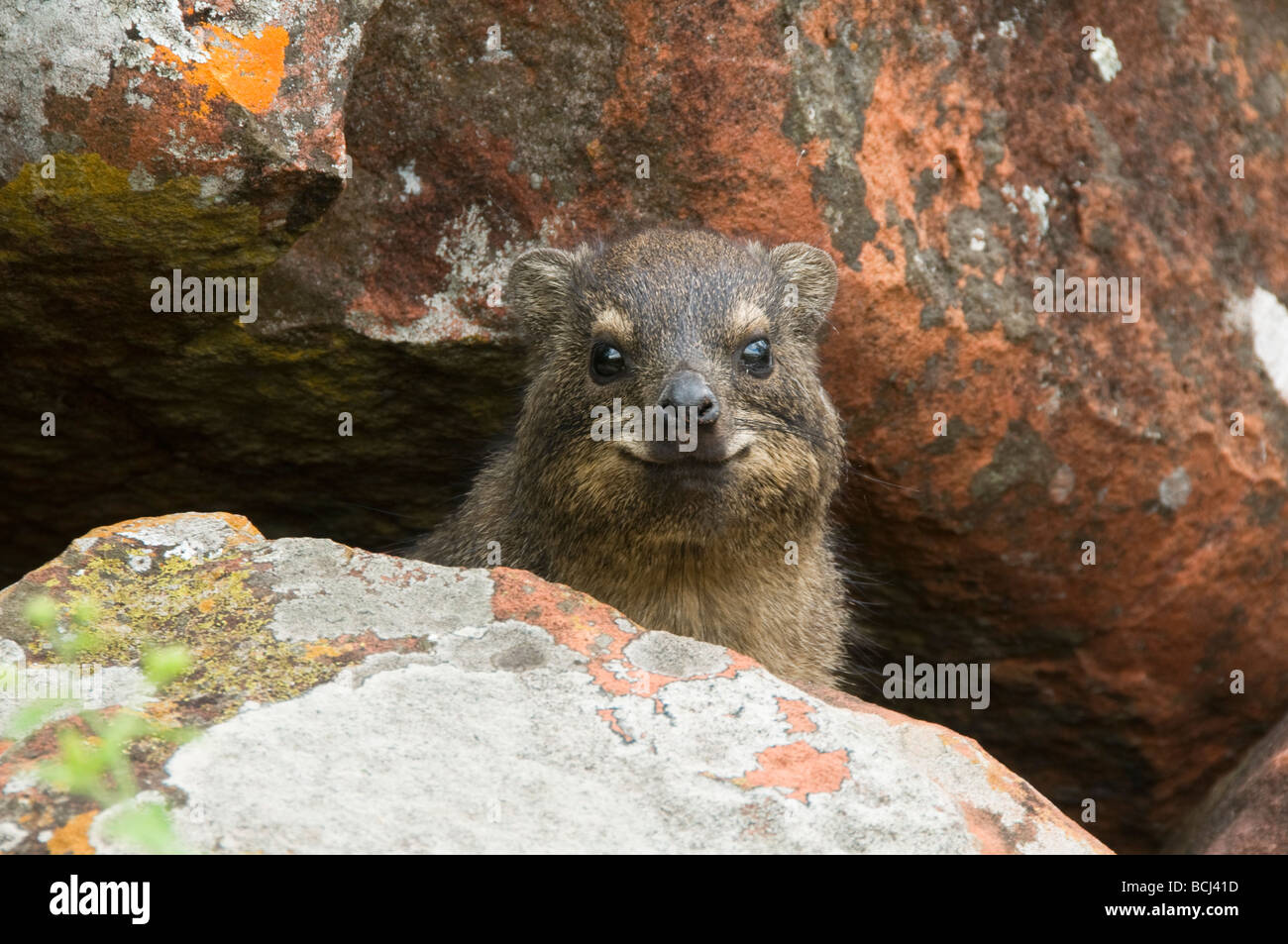 Rock Hyrax (Procavia capensis) in Waterberg National Park in Namibia ...