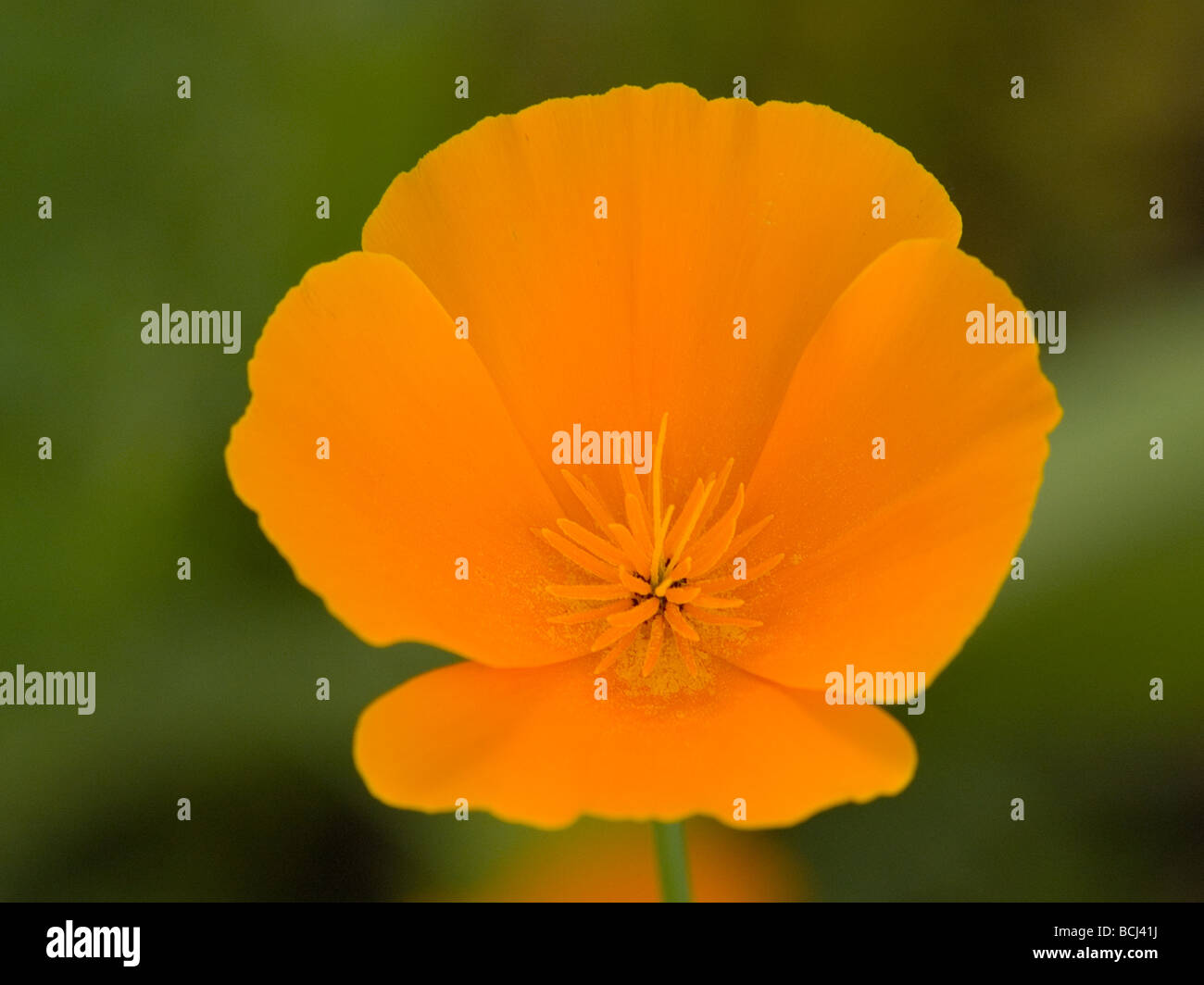 California poppy hi-res stock photography and images - Alamy