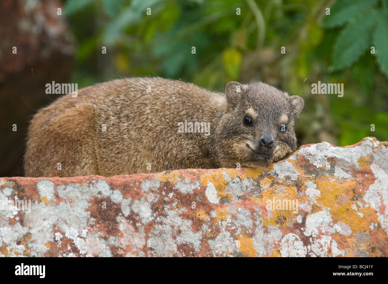 Rock Hyrax (Procavia capensis) in Waterberg National Park in Namibia ...