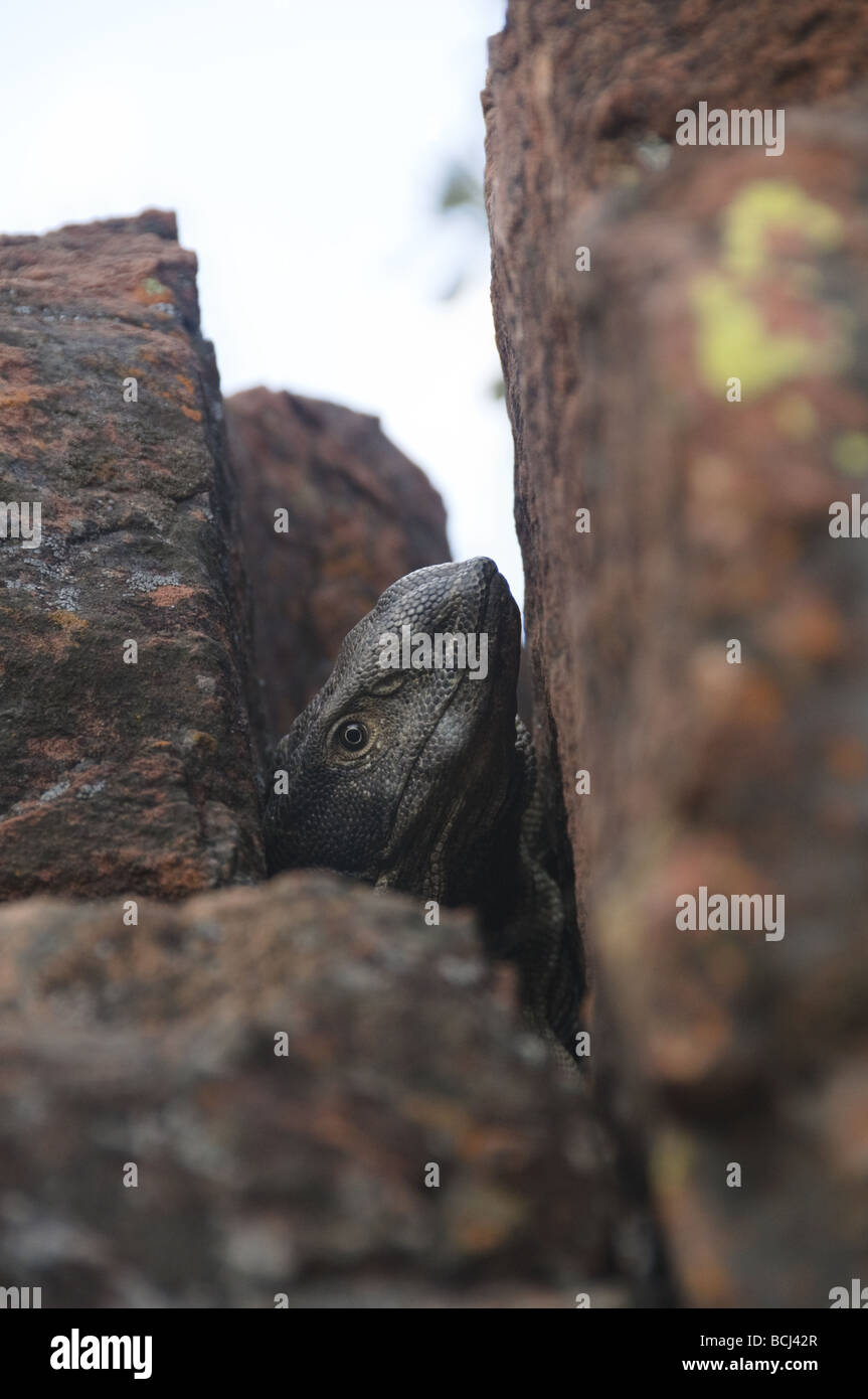 Rock monitor varanus albigularis hi-res stock photography and images ...