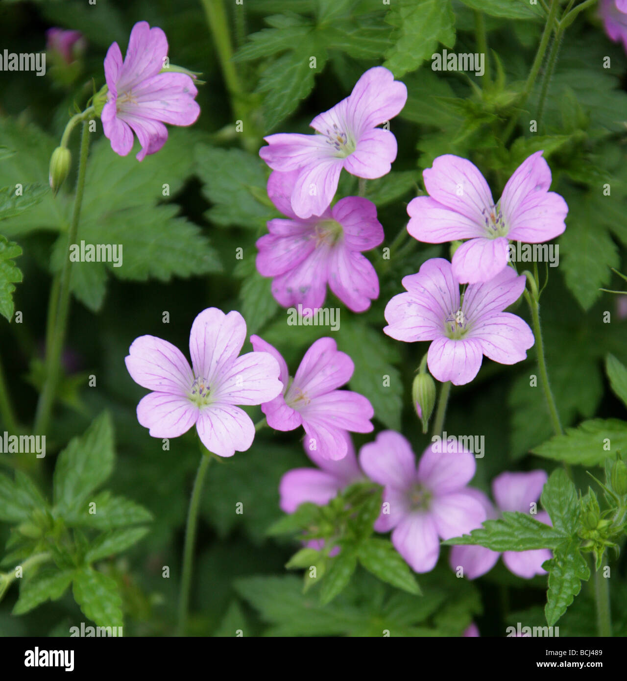 French Cranesbill, Geranium endressii, Geraniaceae. France, Europe ...