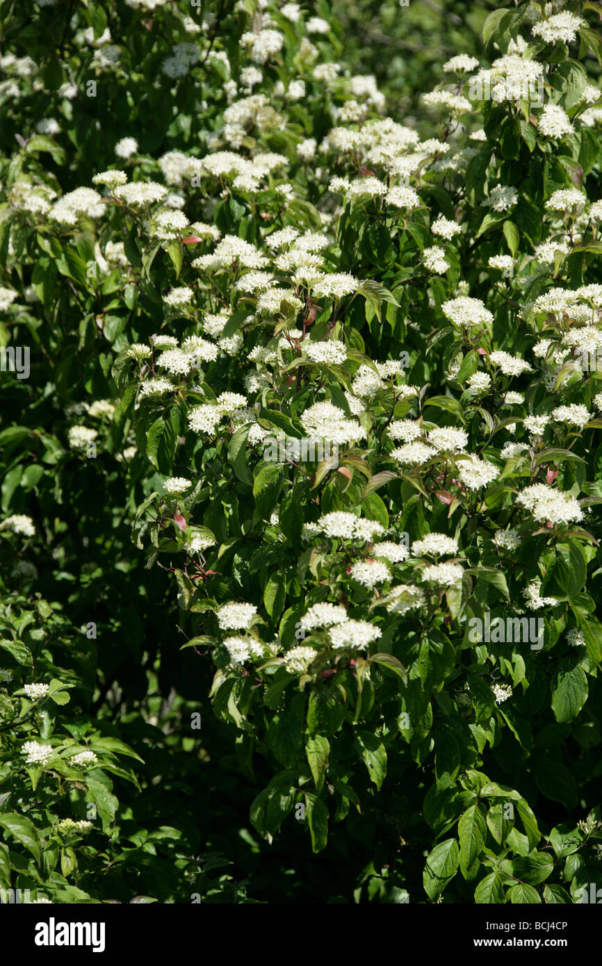 Viburnum lantana hi-res stock photography and images - Alamy