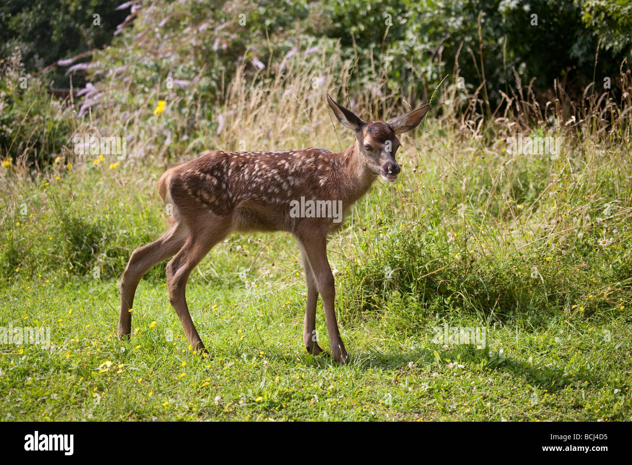Deer full body hi-res stock photography and images - Alamy