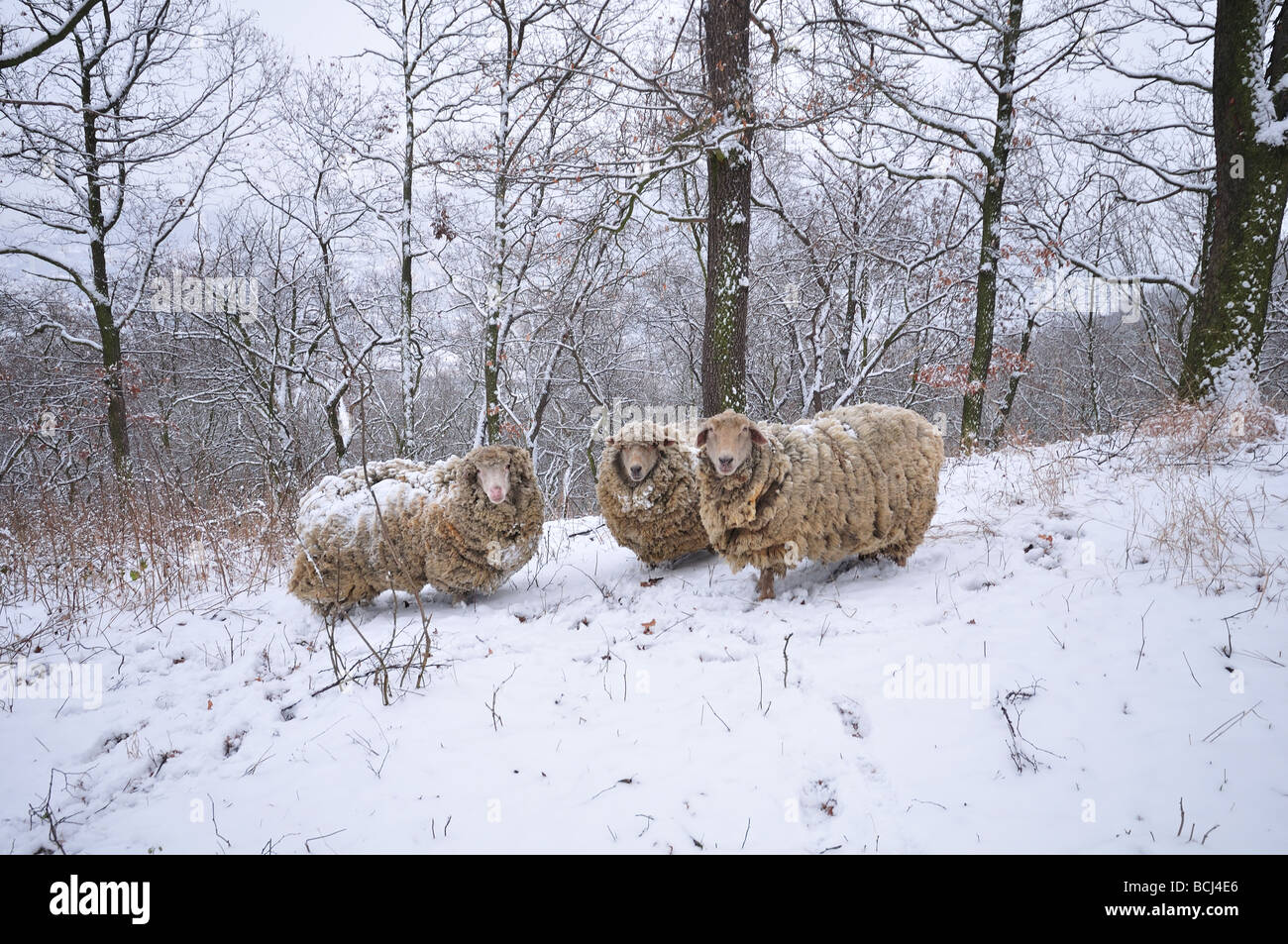 Sheep in snow Stock Photo - Alamy