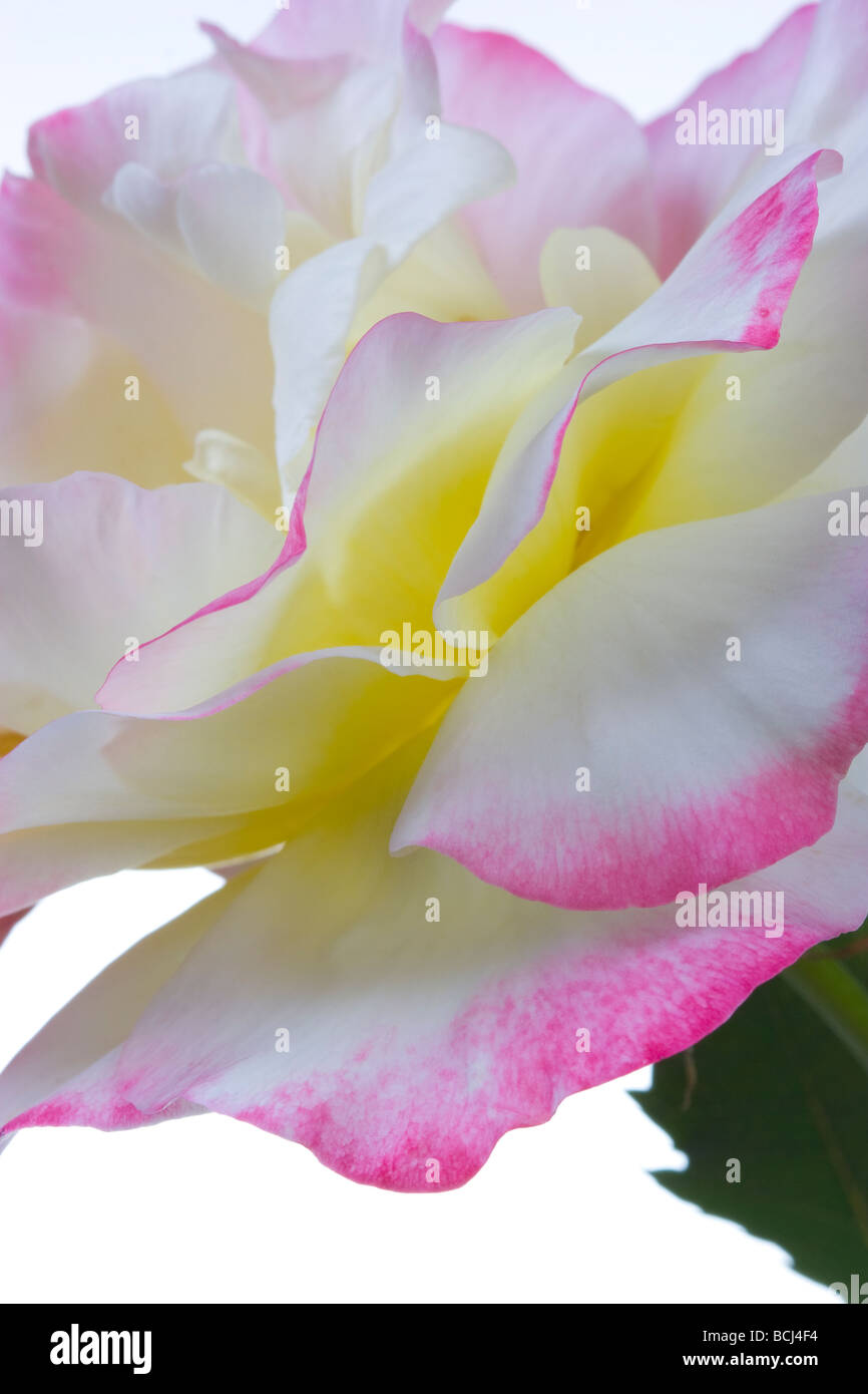 close up double delight hybrid tea rose Stock Photo - Alamy