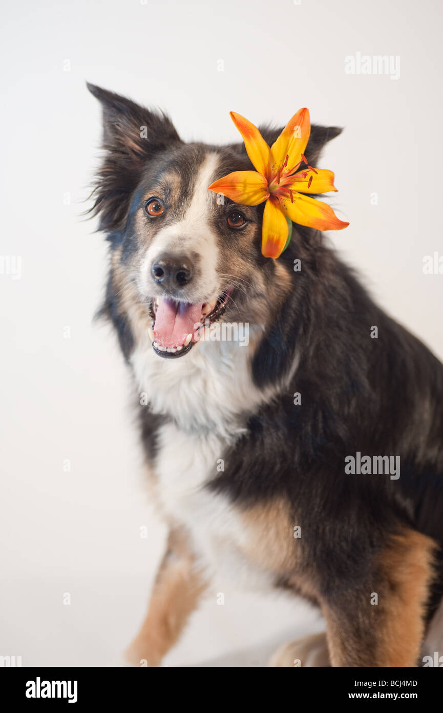 Tri-colored Border Collie with orange and yellow Tiger Lily in hair ...