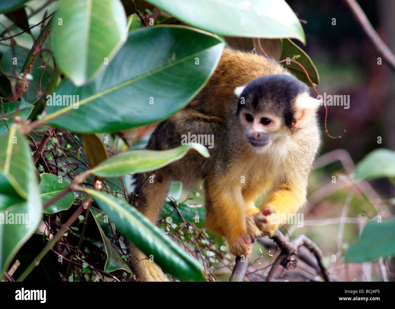 black-capped squirrel monkey, London Zoo Stock Photo - Alamy