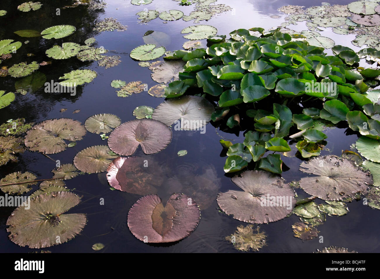 Water lillies in a pond in the Saras Baug Park in Pune (Poona) in India ...