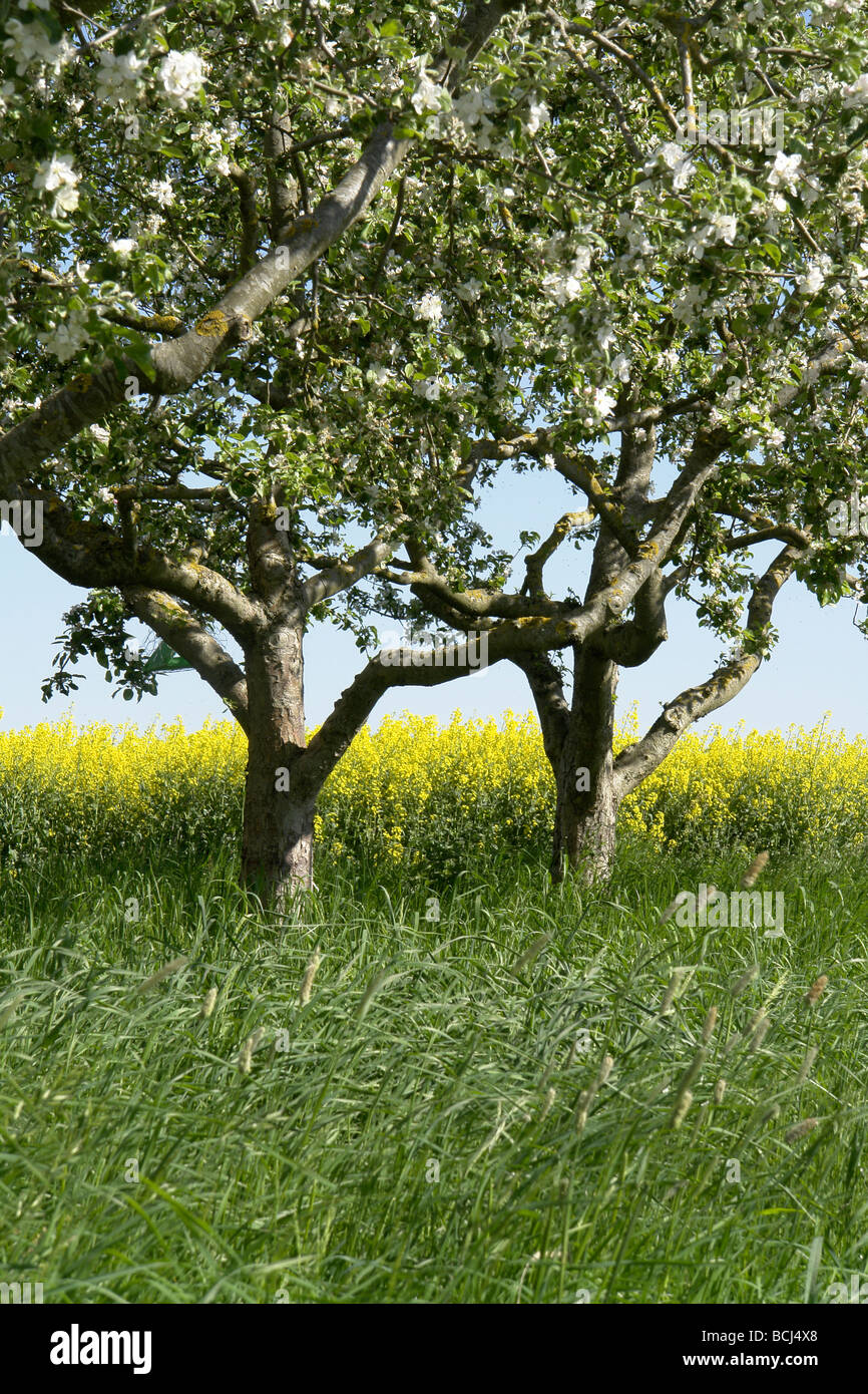 Canola oil field Stock Photo - Alamy