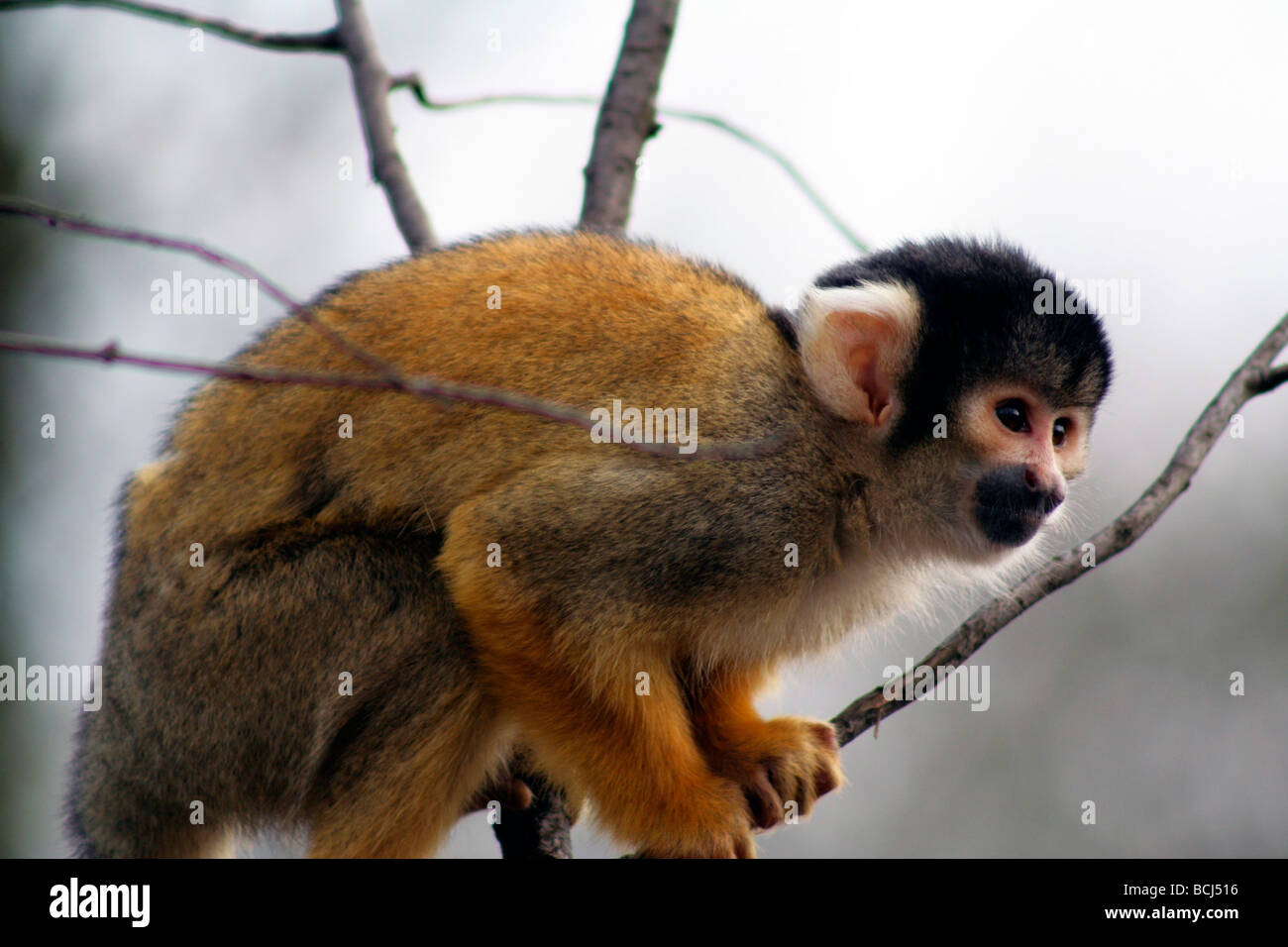 Black capped squirrel monkey hi-res stock photography and images - Alamy