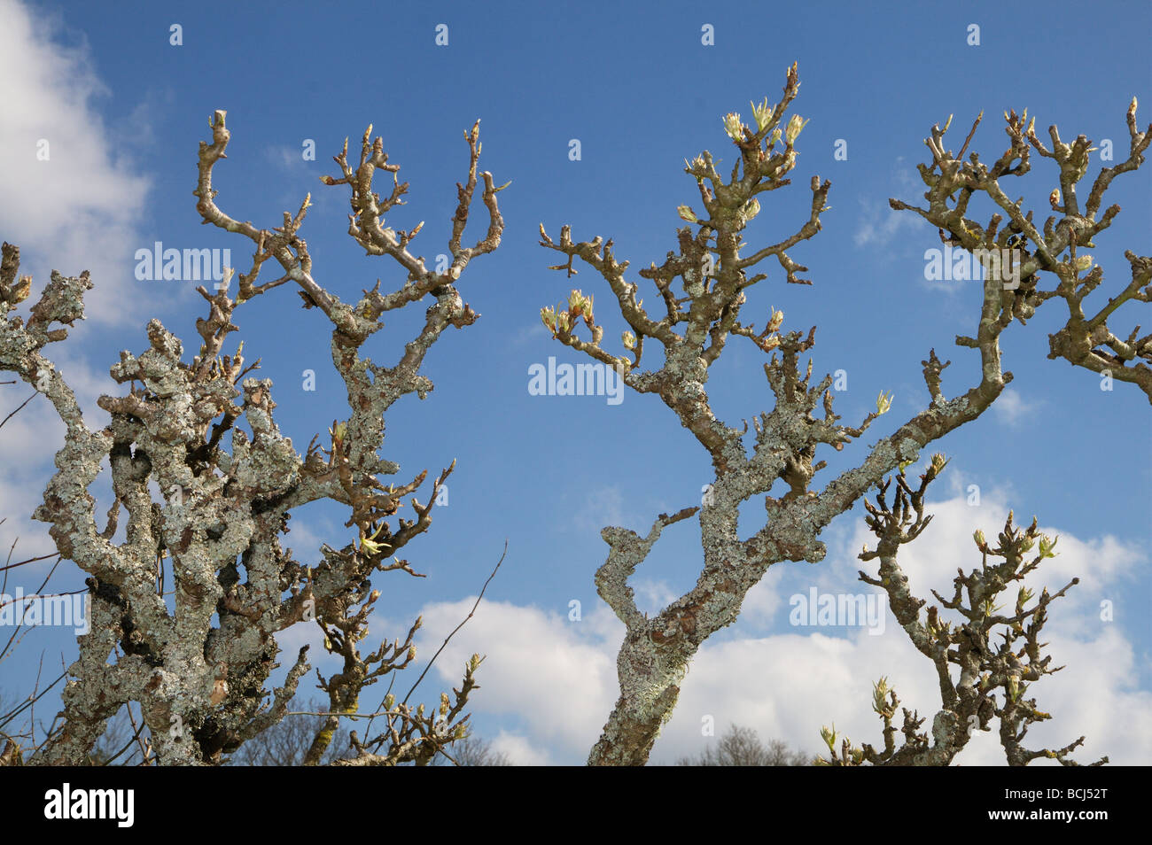 Heavily pruned pear pear tree hi-res stock photography and images - Alamy