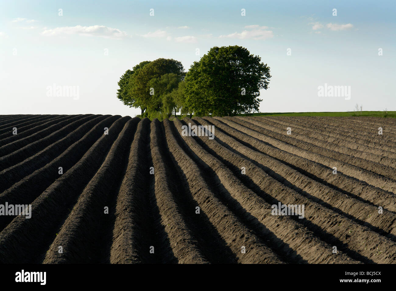 Asparagus farming in rural Bavaria countryside, Germany Stock Photo - Alamy