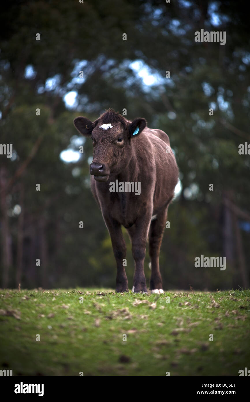 Moo cow hi-res stock photography and images - Alamy