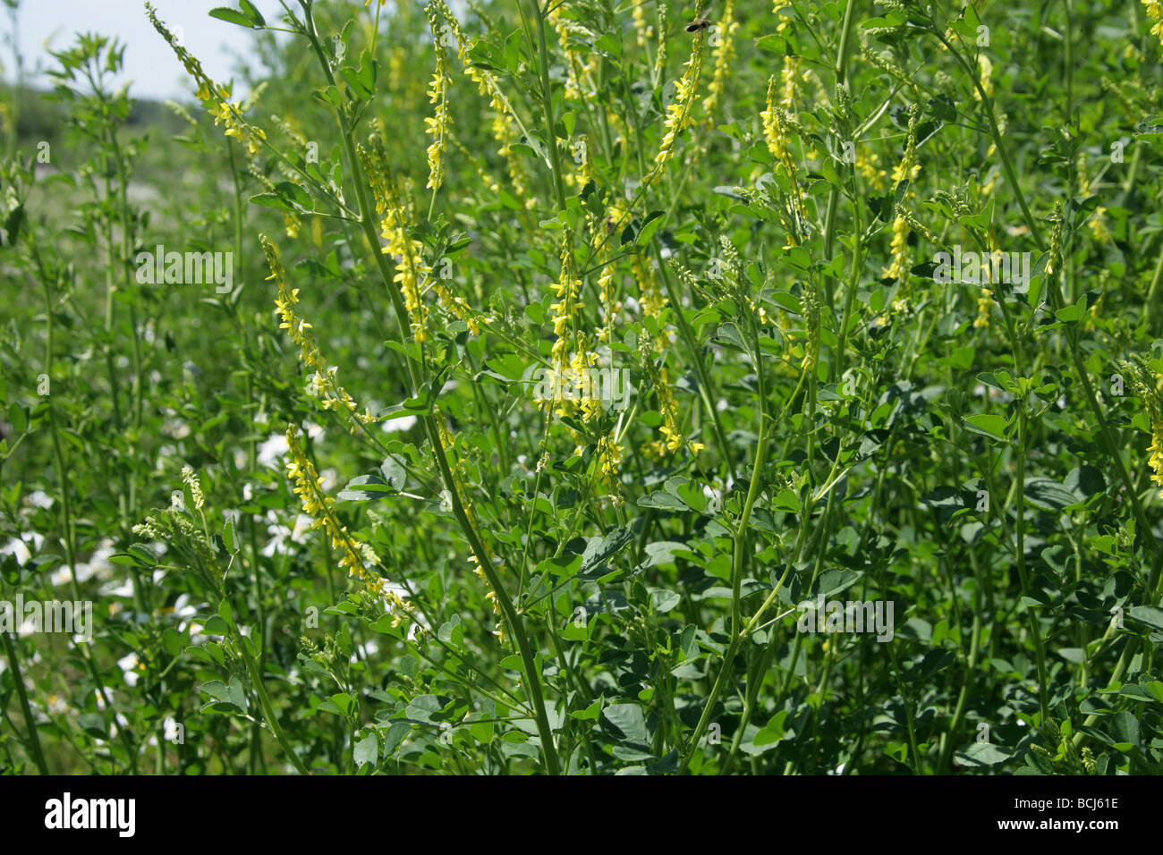 Ribbed Melilot, Melilotus officinalis, Fabaceae Stock Photo - Alamy
