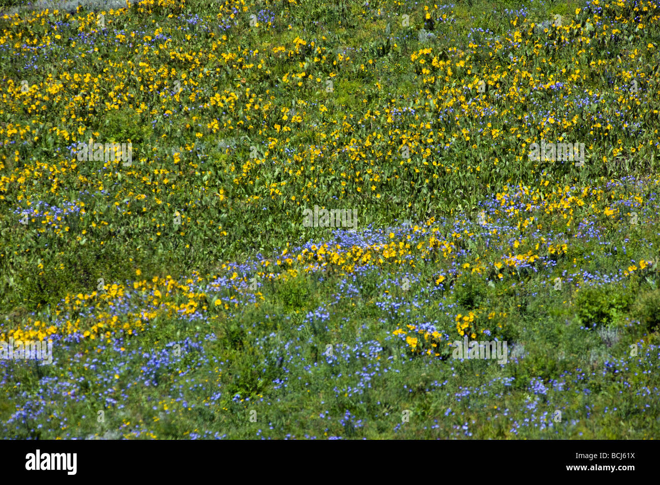 Mules Ear Aspen Sunflowers and Blue Flax below Snodgrass Mountain near ...