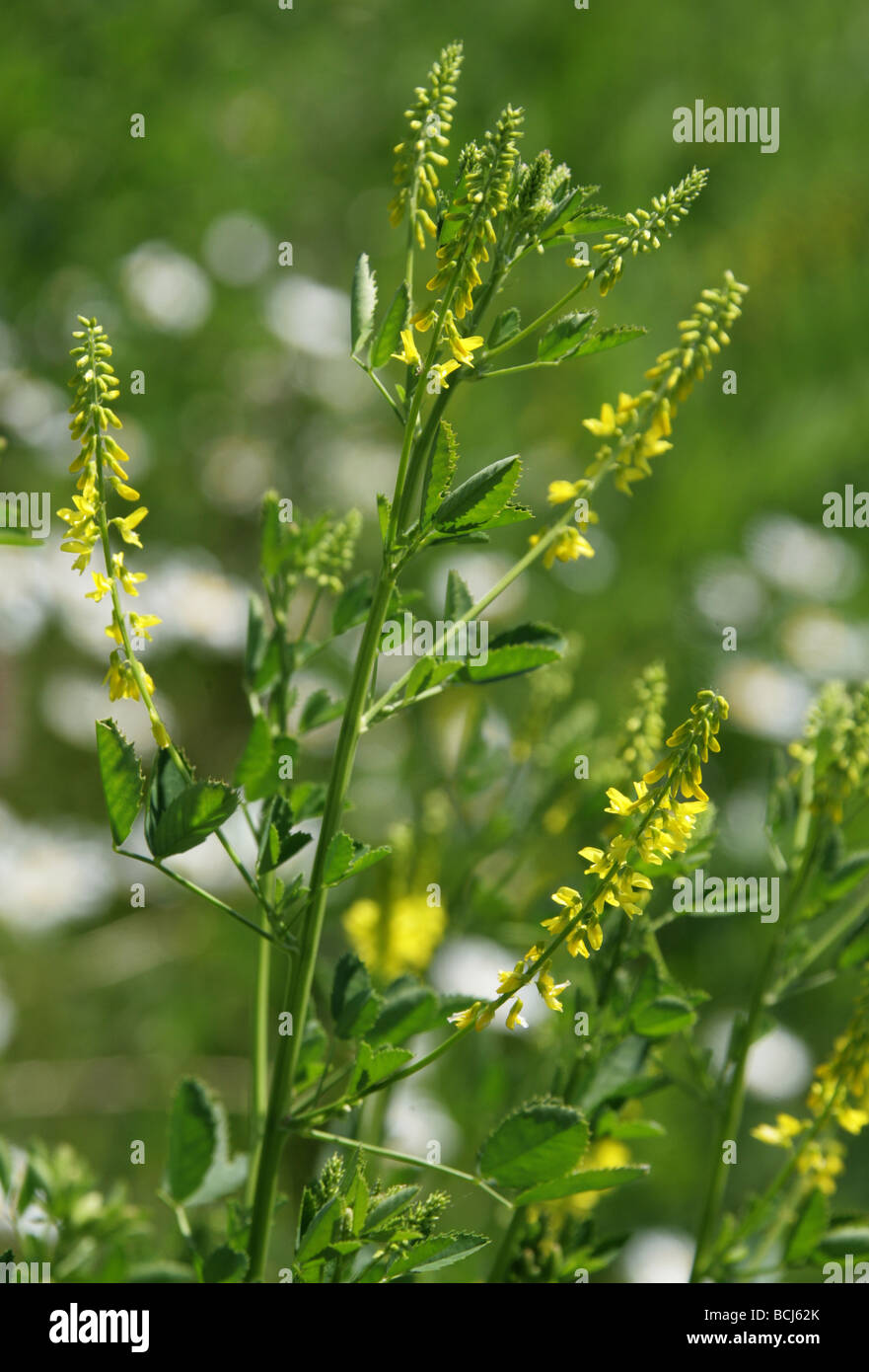 Ribbed Melilot, Melilotus officinalis, Fabaceae Stock Photo - Alamy