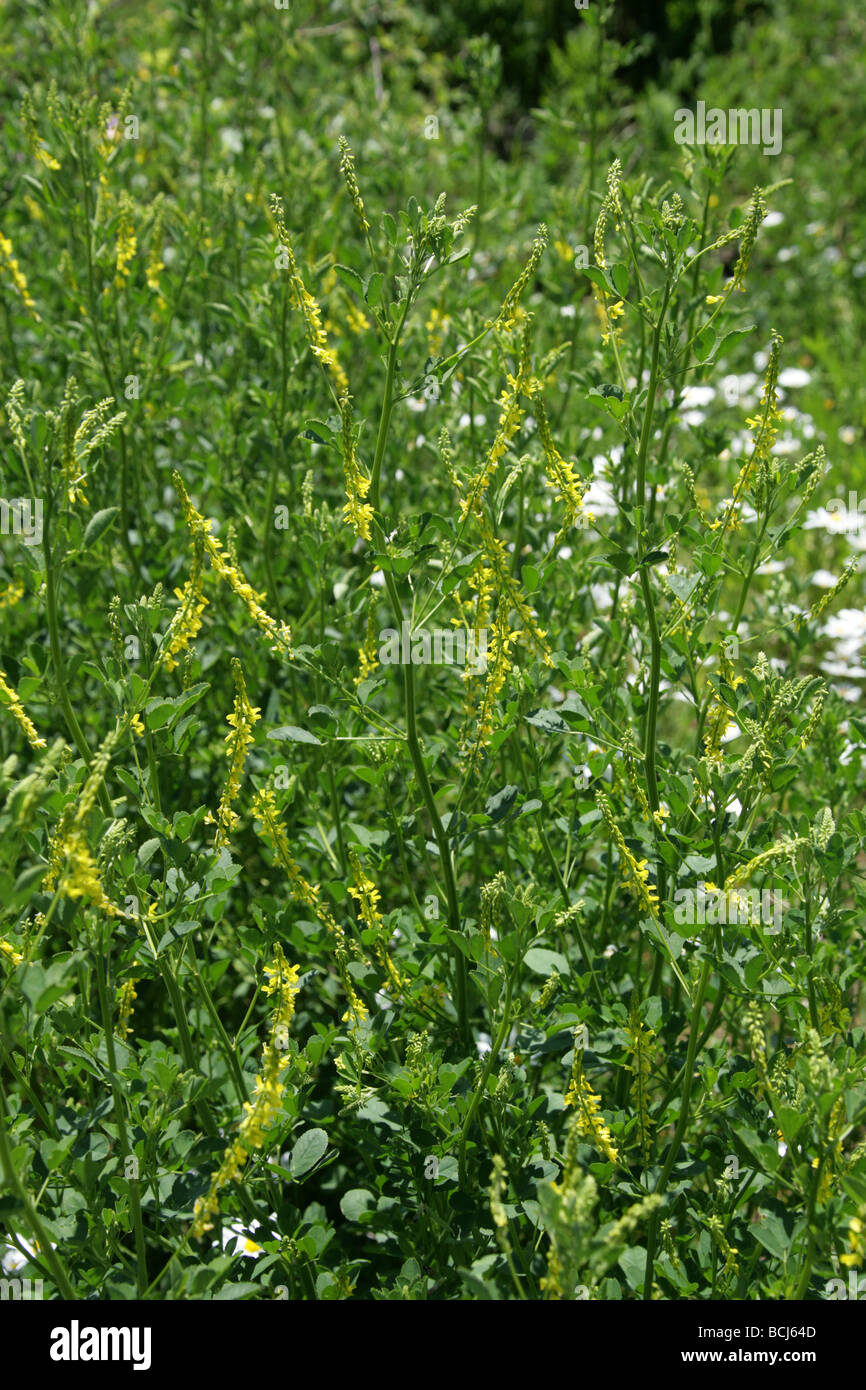 Melilotus hi-res stock photography and images - Alamy