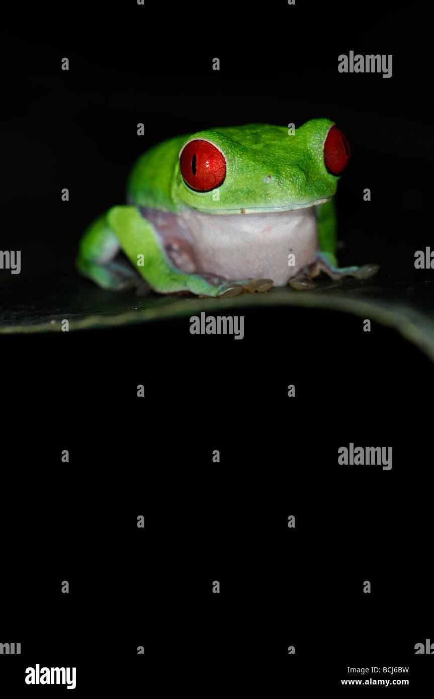 Black Red Eyed Tree Frog