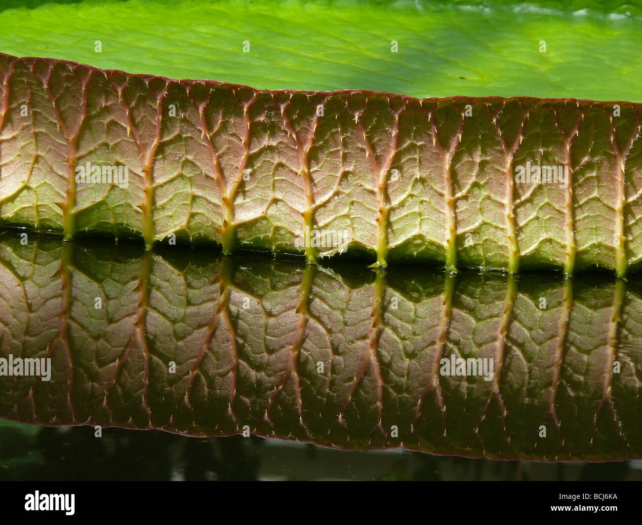 Victoria water lily hi-res stock photography and images - Alamy