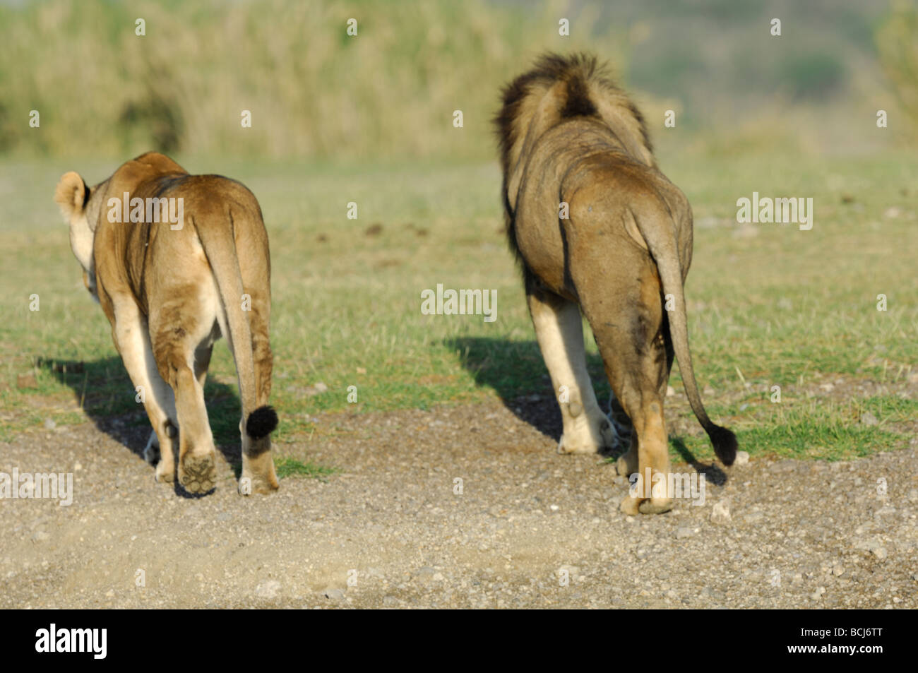 Lion Walking Away