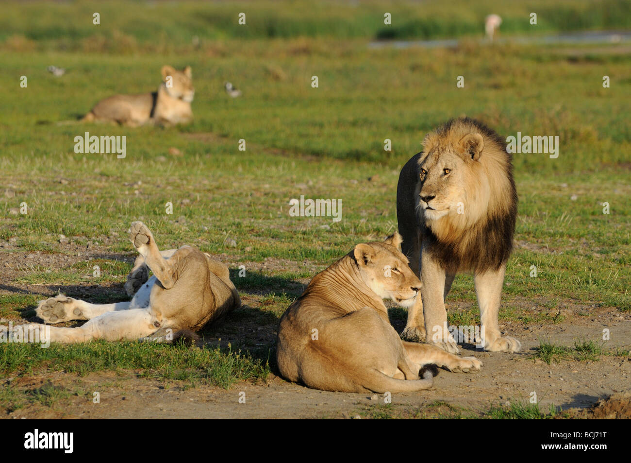 Stock photo of a lion and lionesss from the Lake Masek pride, Ndutu ...