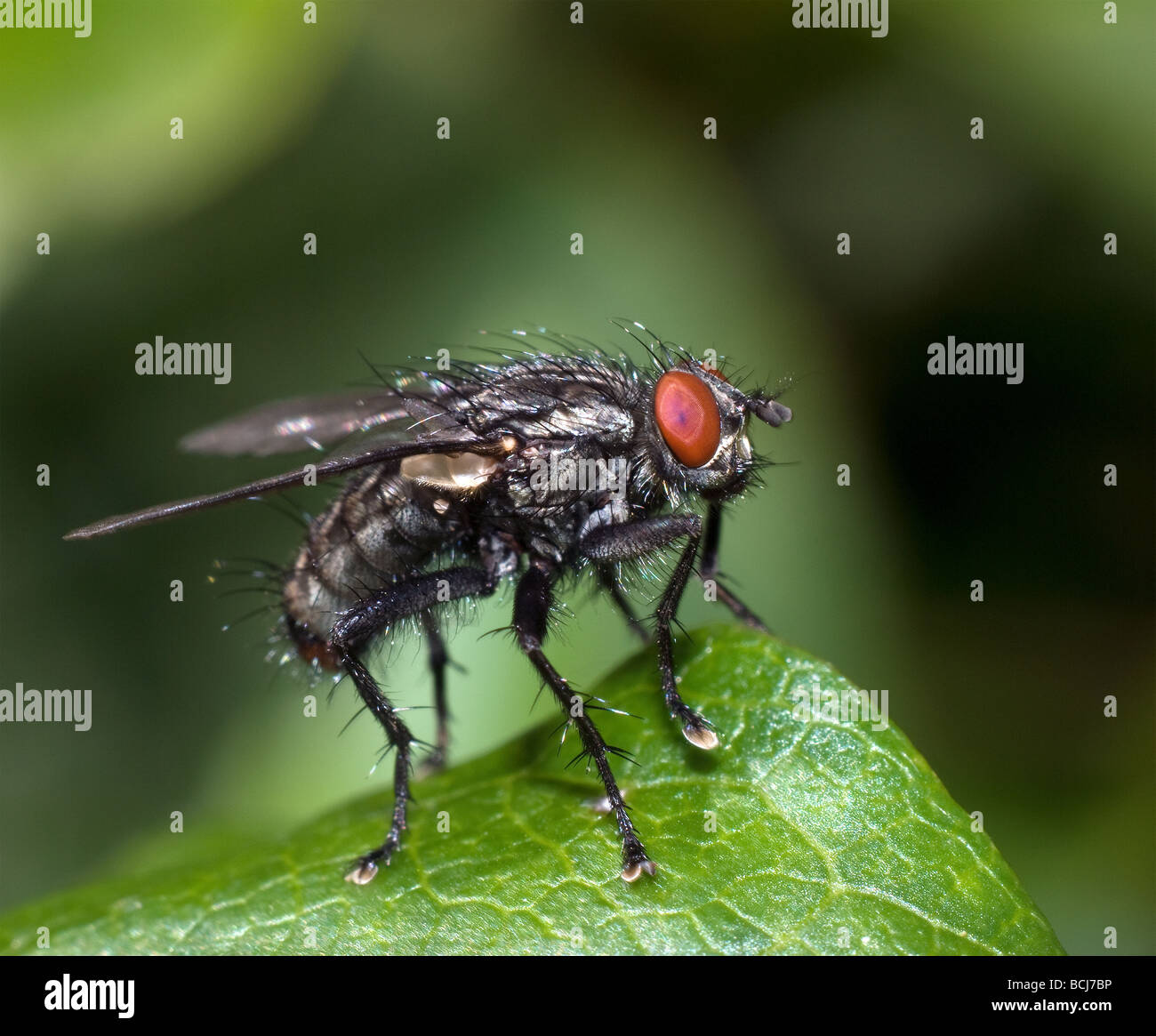 Spikey legs hi-res stock photography and images - Alamy