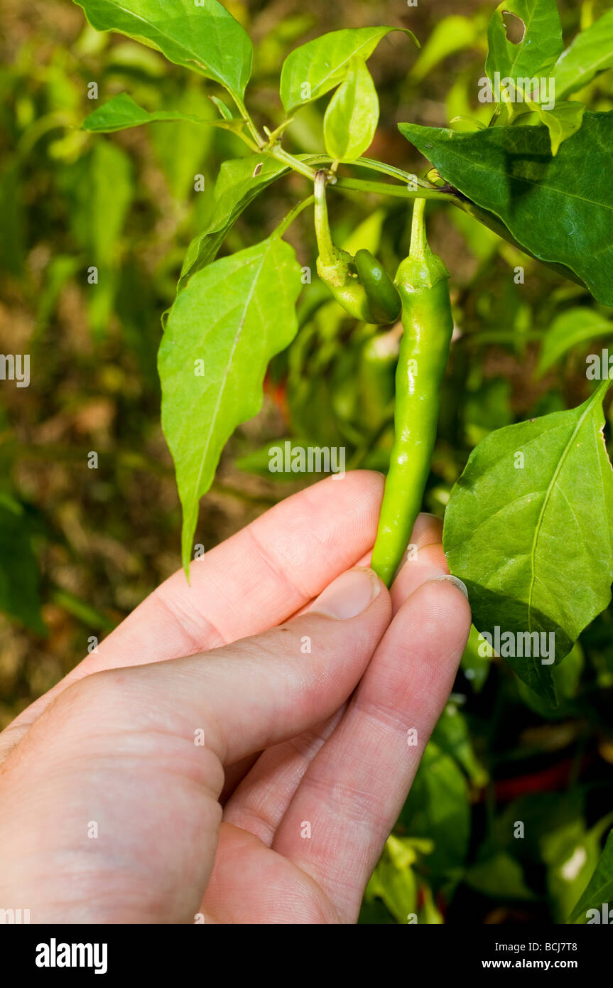 Hand holding Chilli from plant Stock Photo - Alamy