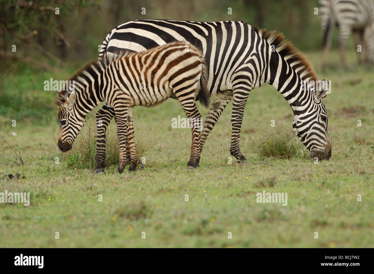 Mom and baby zebras hi-res stock photography and images - Alamy