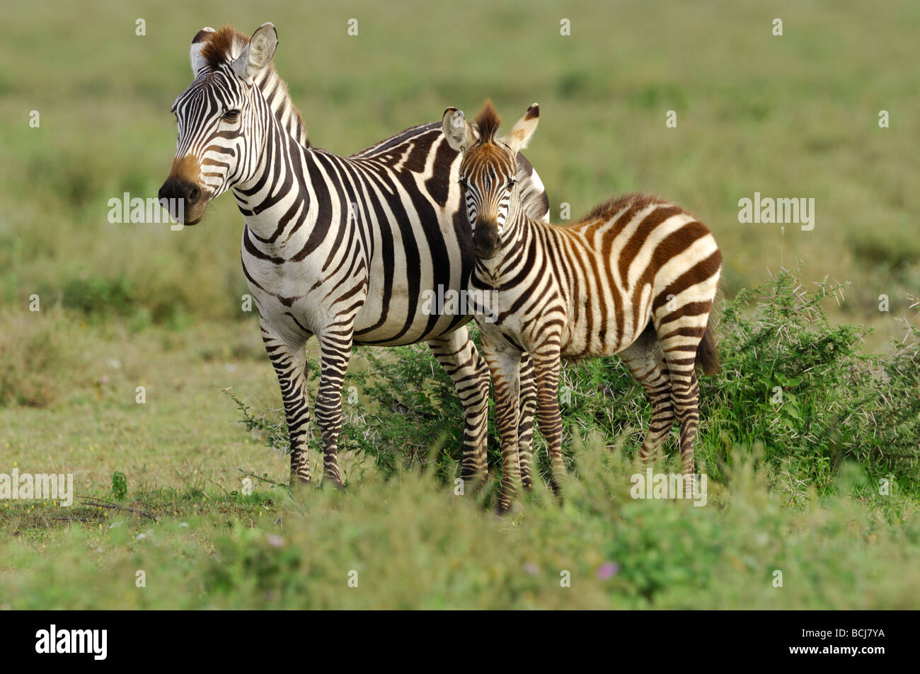 Mom and baby zebras hi-res stock photography and images - Alamy