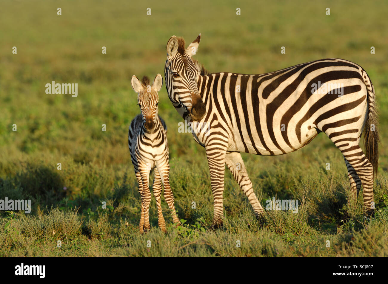 Mom and baby zebras hi-res stock photography and images - Alamy