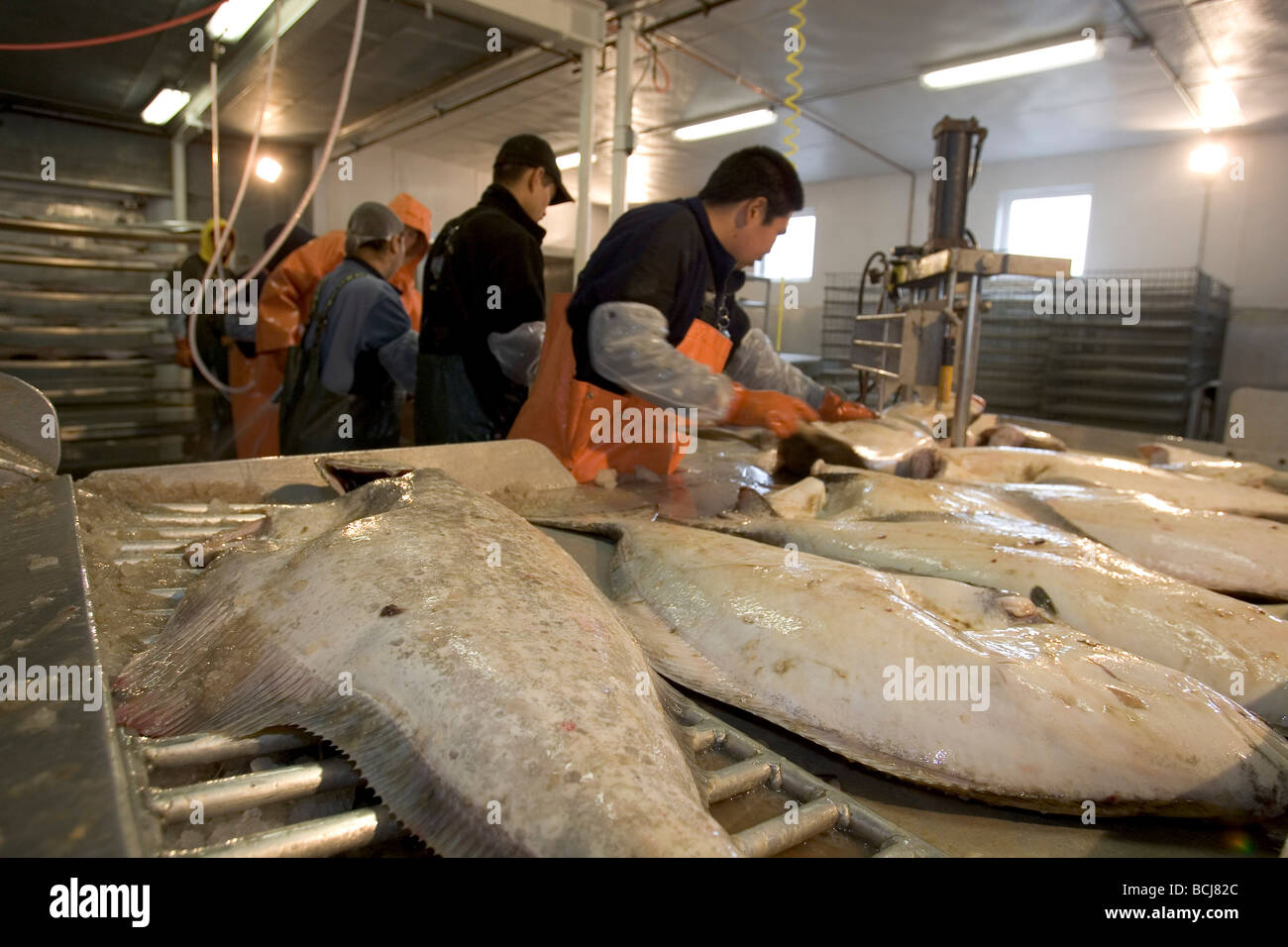 Aleut AK Natives Process Halibut @ Atka Pride Seafoods Atka AK SW Stock ...