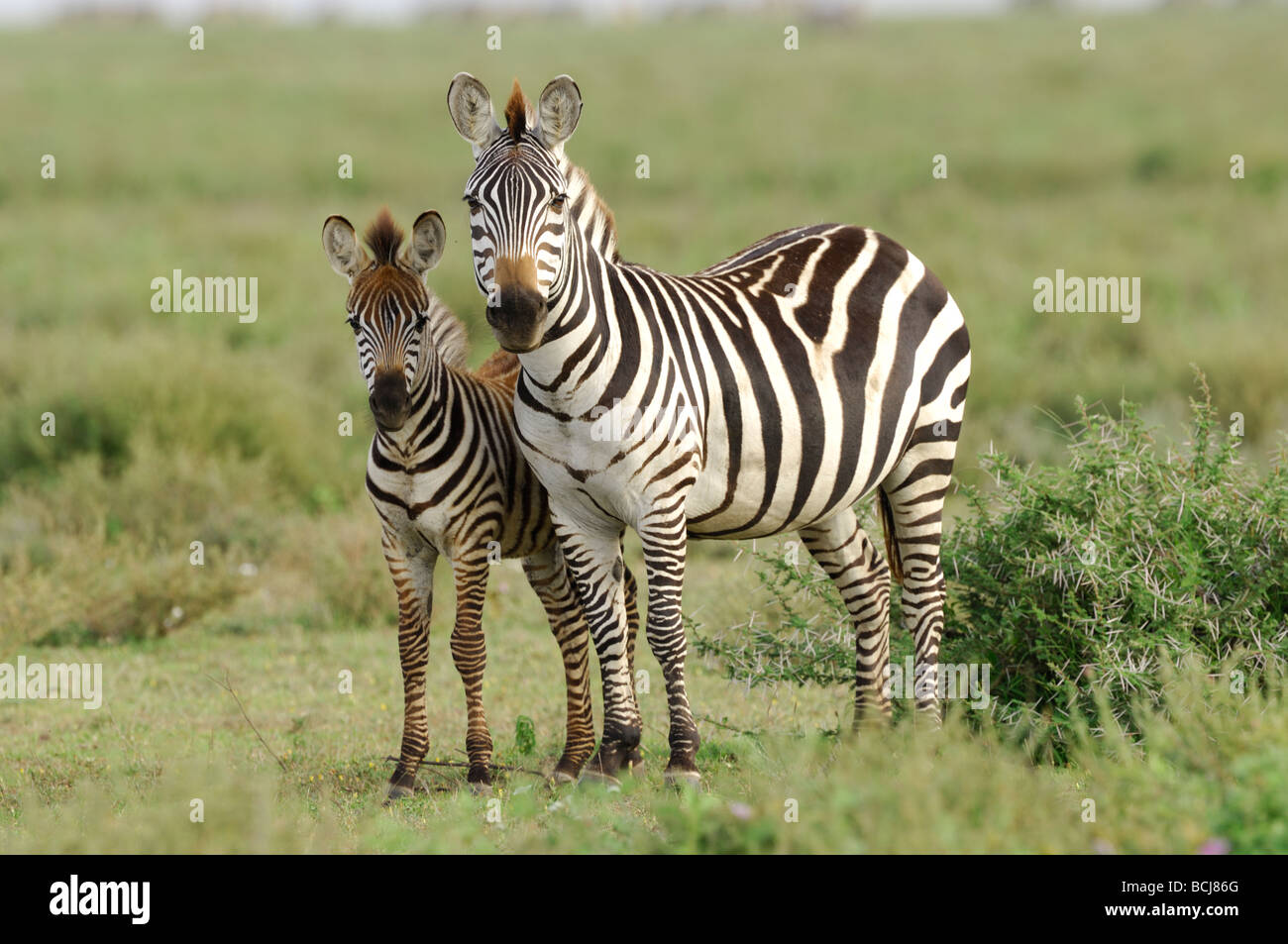 Mom and baby zebras hi-res stock photography and images - Alamy