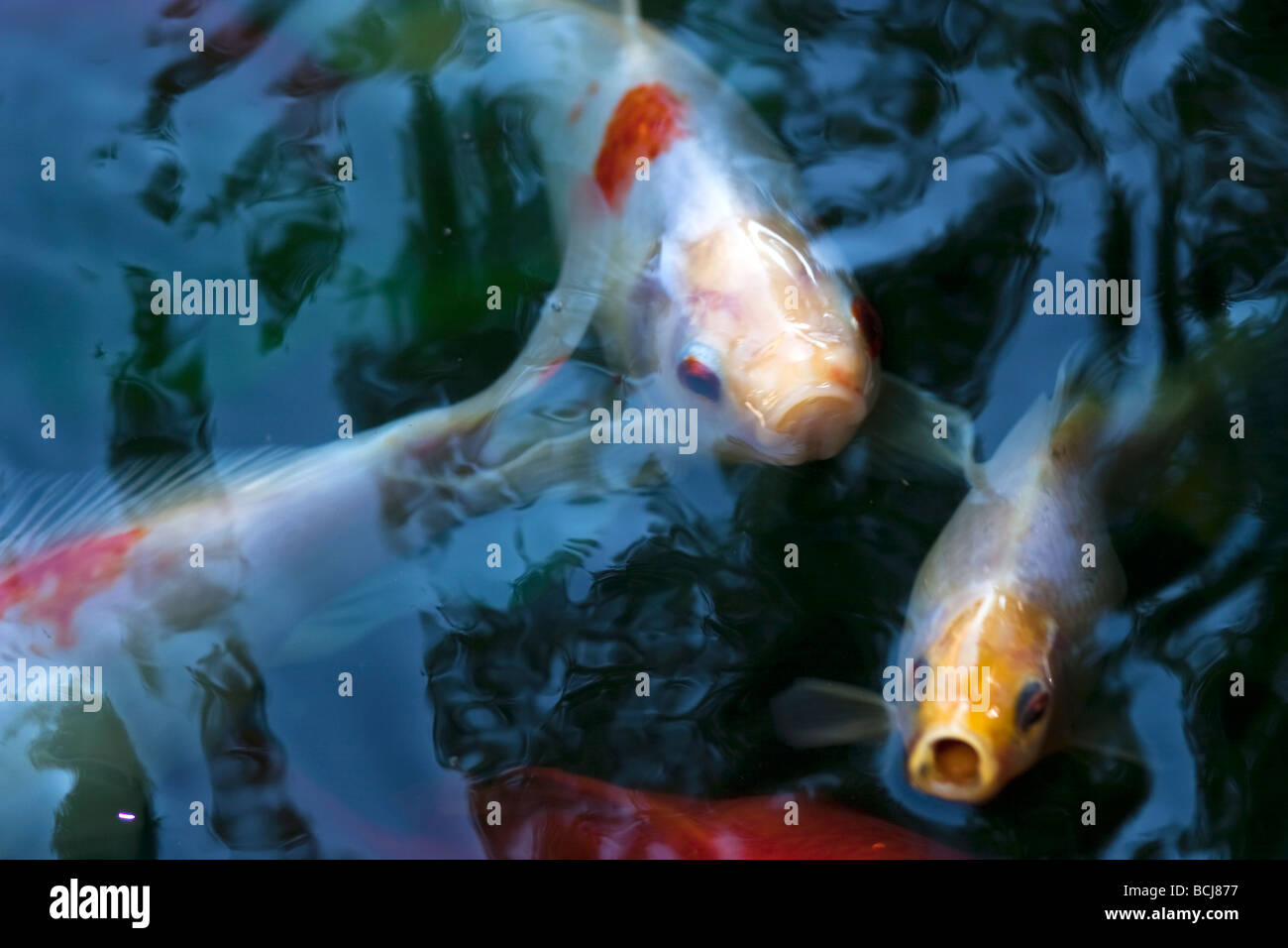 Fancy goldfish hi-res stock photography and images - Alamy