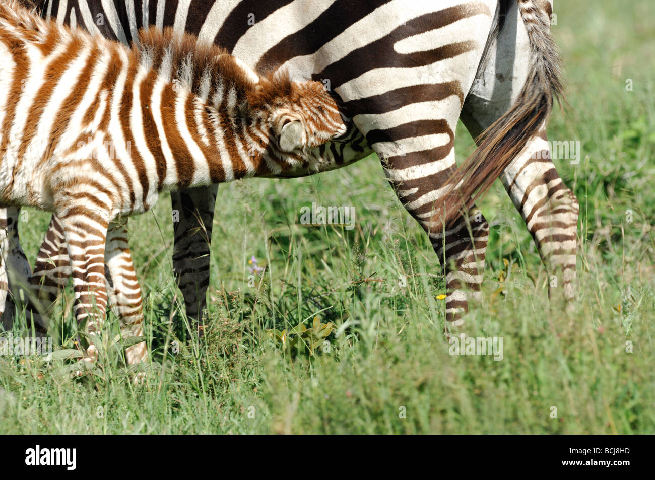 Female animal nursing young hi-res stock photography and images - Alamy