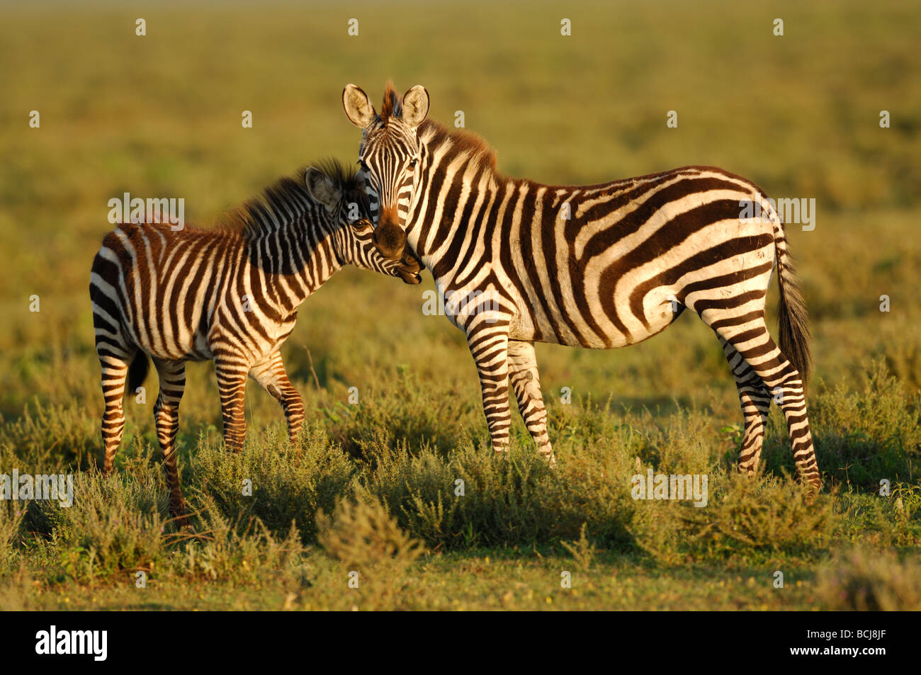 Mum and baby zebra hi-res stock photography and images - Alamy