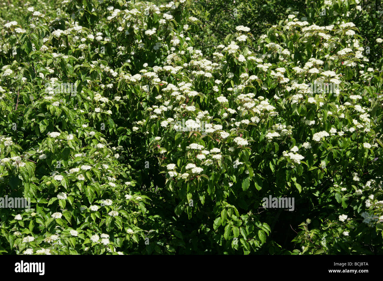 Wayfaring Tree, Viburnum lantana, Adoxaceae Stock Photo - Alamy