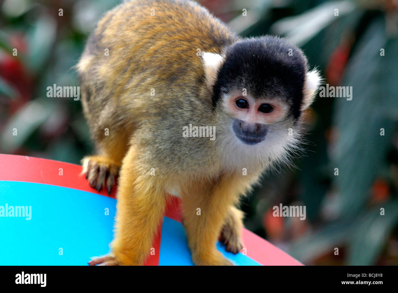 London Zoo Monkey High Resolution Stock Photography and Images - Alamy