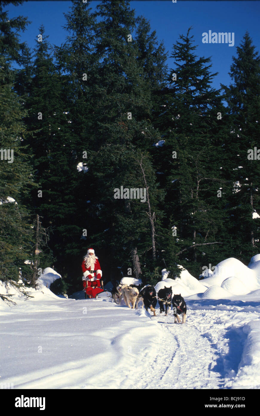 Alpine trail sled dog race hi-res stock photography and images - Alamy
