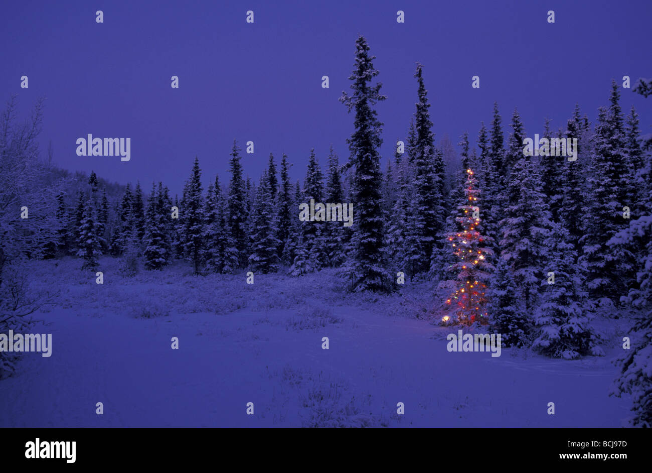Lighted Christmas Tree In Forest High Resolution Stock Photography and ...