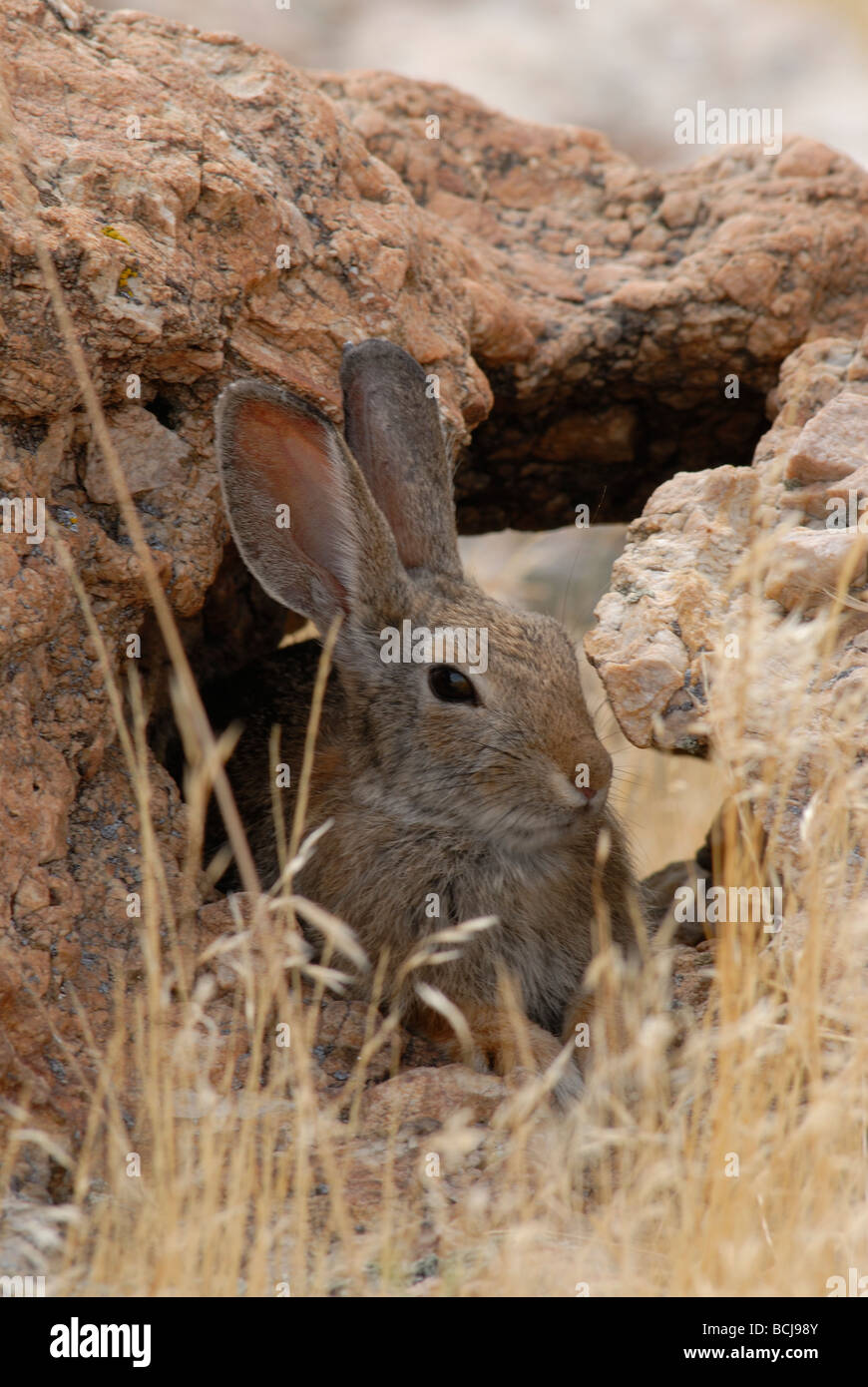 Stock photo of a desert cottontail finding shade in a rock nook, Utah ...