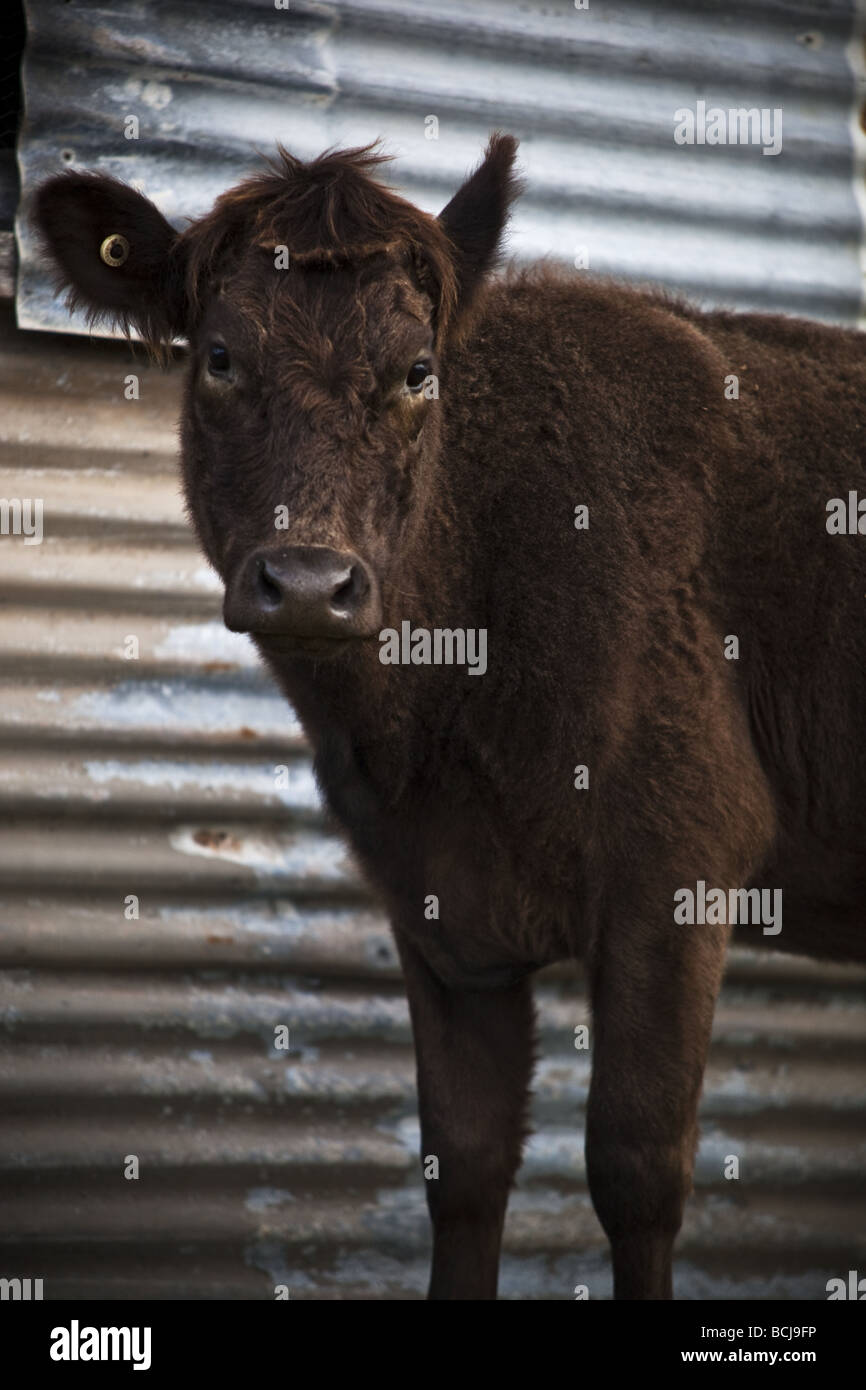 Moo cow hi-res stock photography and images - Alamy