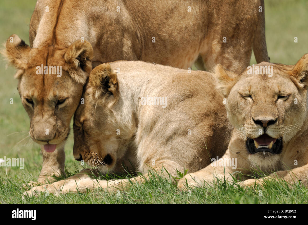 Lions Nuzzling