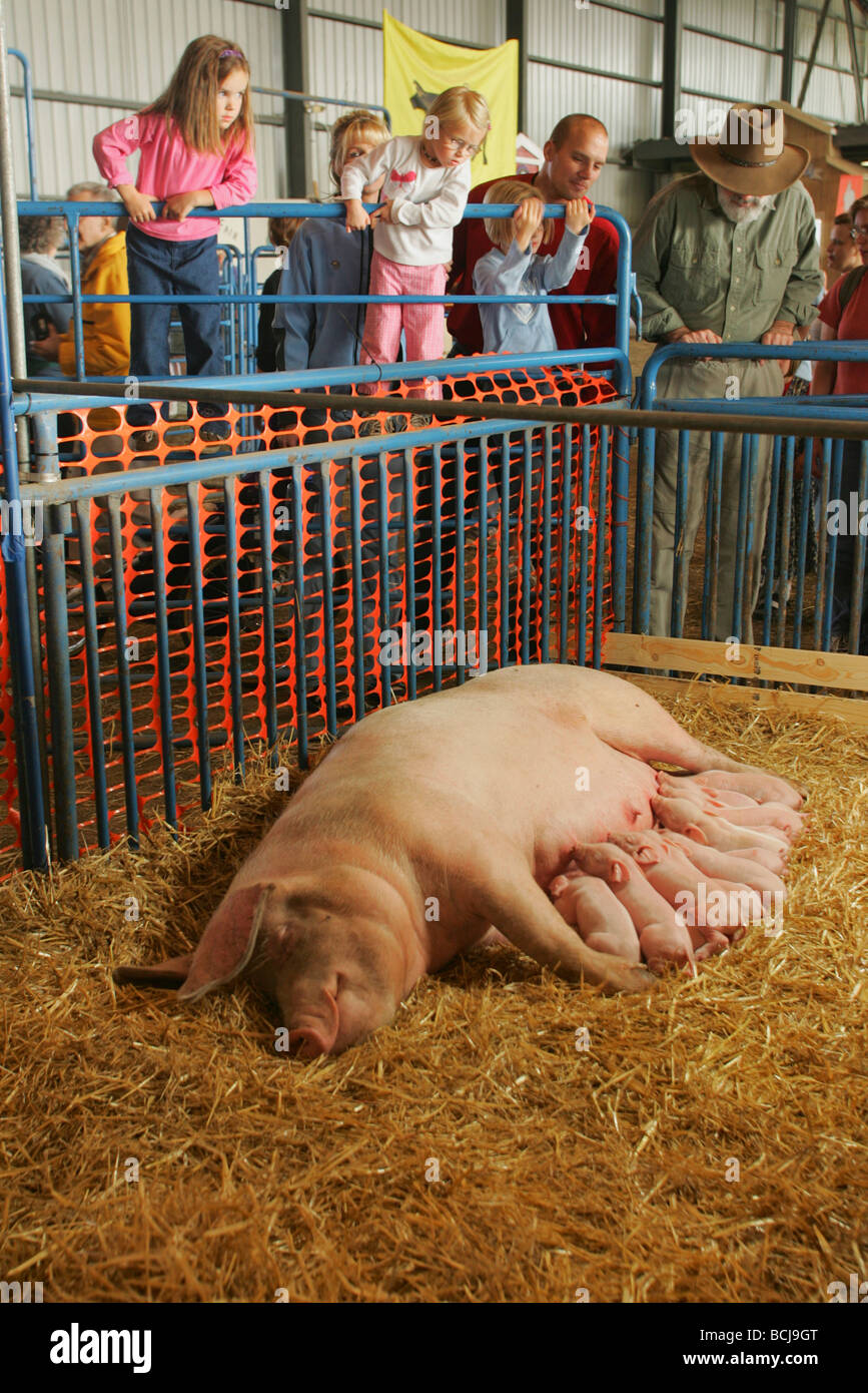 Pig looking over fence hi-res stock photography and images - Alamy