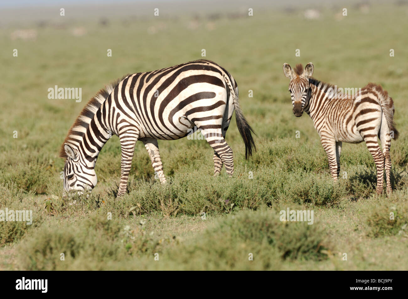 Mom and baby zebras hi-res stock photography and images - Alamy