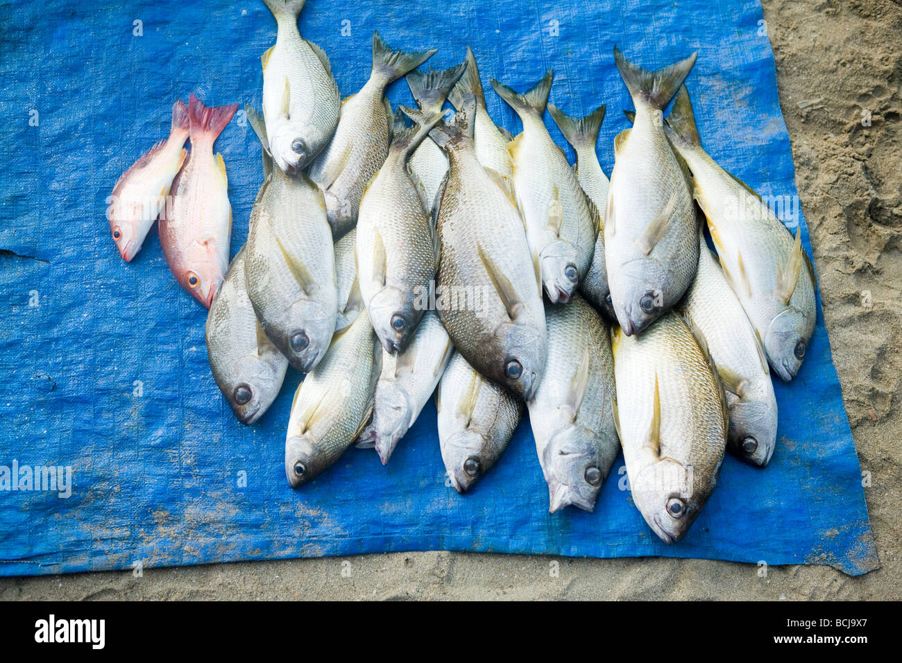 Zihuatanejo Mexico Fresh fish for sale on display at fish market ...