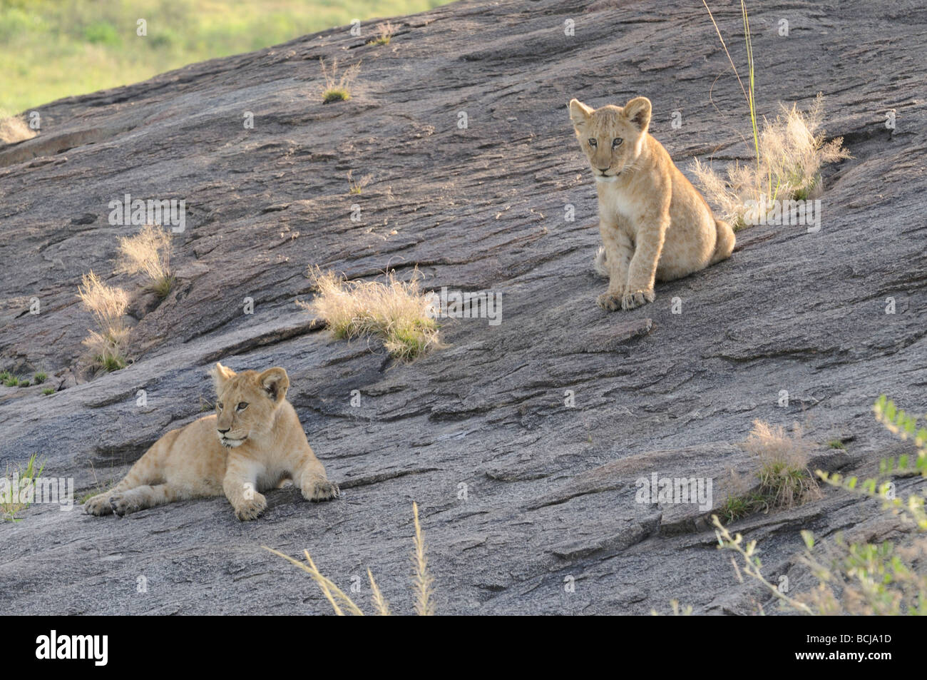 Lions on kopjes hi-res stock photography and images - Alamy