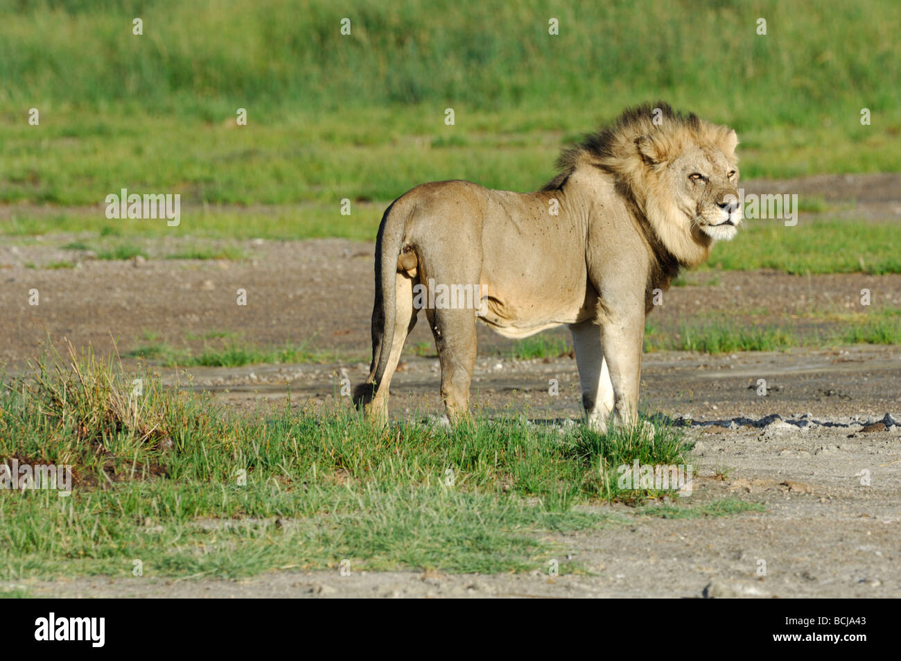 Stock photo of a male lion with his head turned, looking back, Ndutu ...
