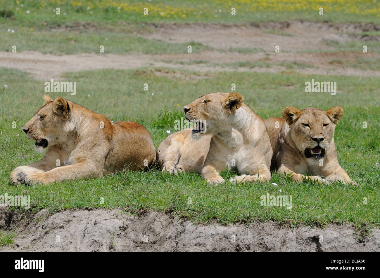 Lion brothers hi-res stock photography and images - Alamy