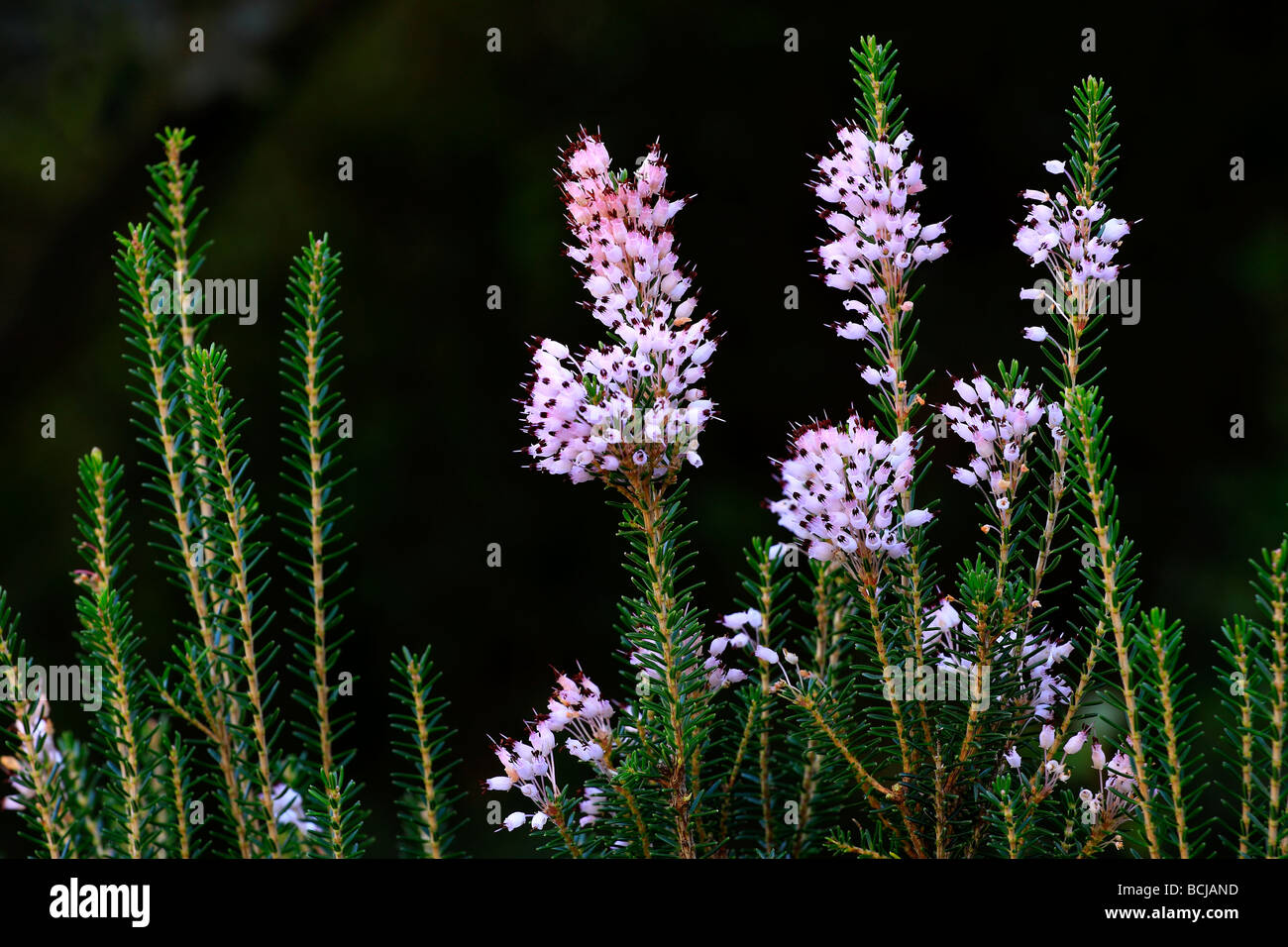 Specimen of Erica multiflora in flowering Alicante Spain Stock Photo ...